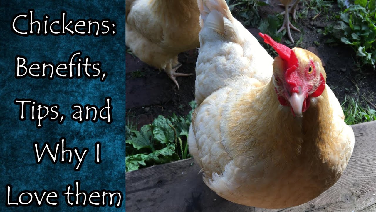 Raising Chickens: Tips and Benefits - YouTube
