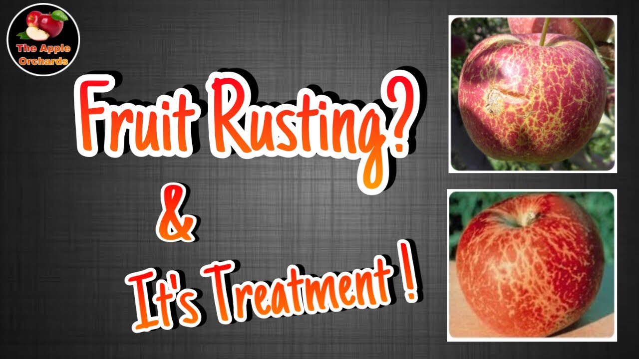 Fruit Rusting & Its Treatment? Rusting Problem In Apple l The Apple ...