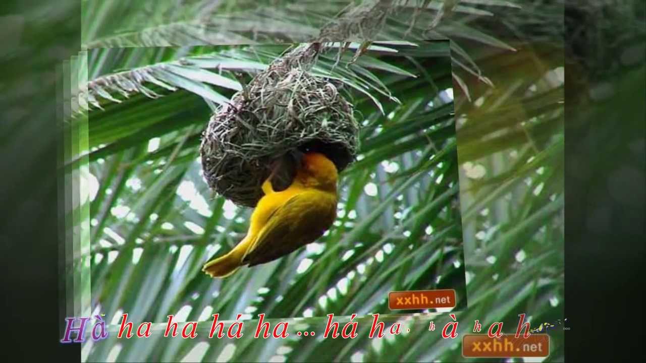 CHIM DỒNG DỘC - YouTube