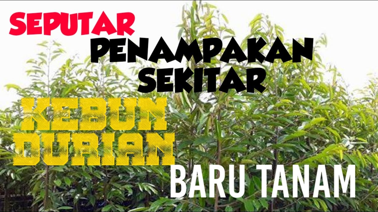 PROSES PEMBABATAN RUMPUT DI KEBUN - YouTube