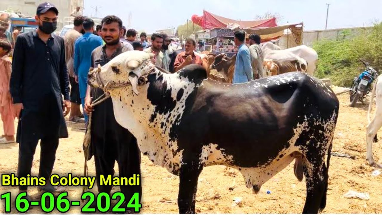 Bhains Colony Mandi Karachi Cattle Updates 16 June 2024 | Chand Raat ...