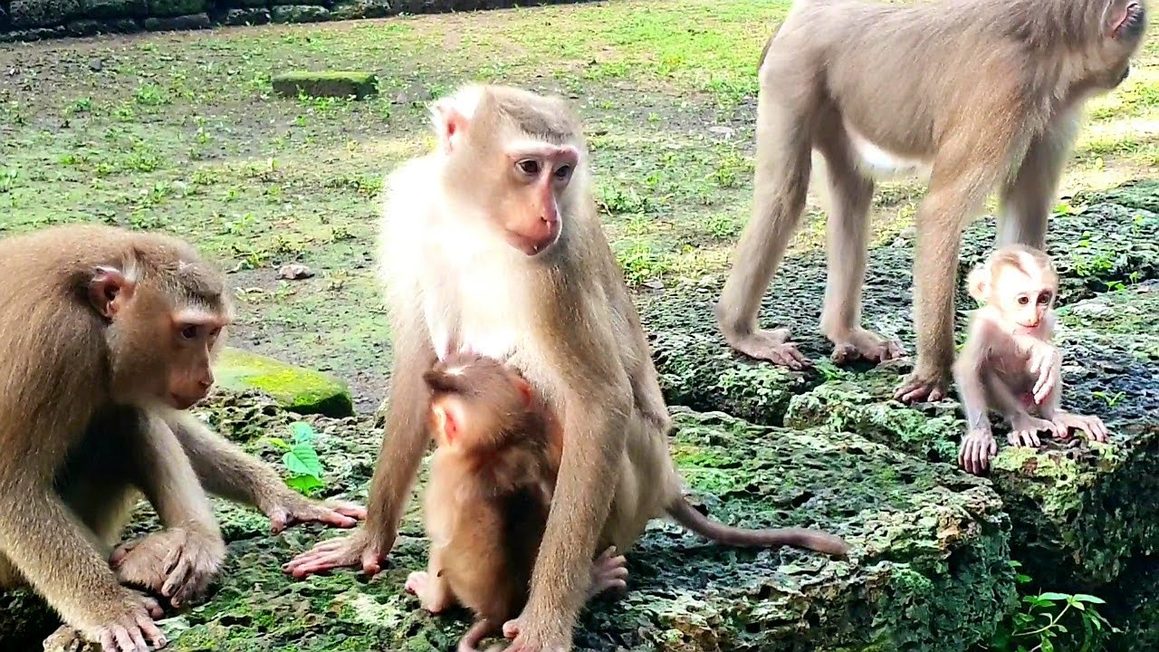 ម៉ែ Ah Rumduol and ម៉ែ Ah Rumchang នាំកូនដើរលេង « monkey » #rathangkor ...
