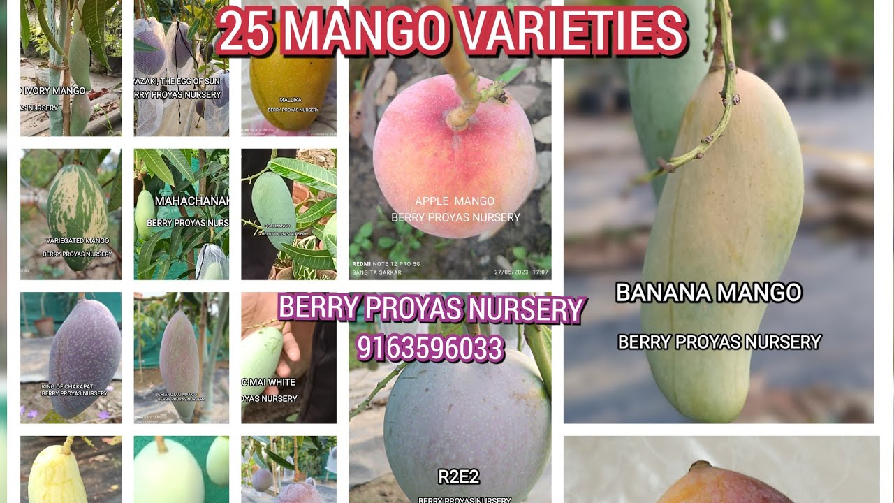 25 MANGO VARIETIES (28/05/23) - YouTube