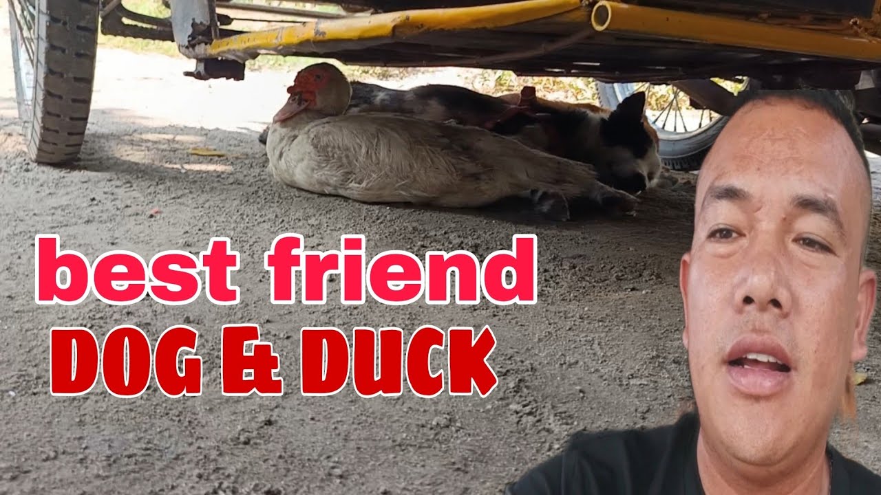 BEST FRIEND DUCK & DOG SLEEPING TOGETHER SO CUTE - YouTube