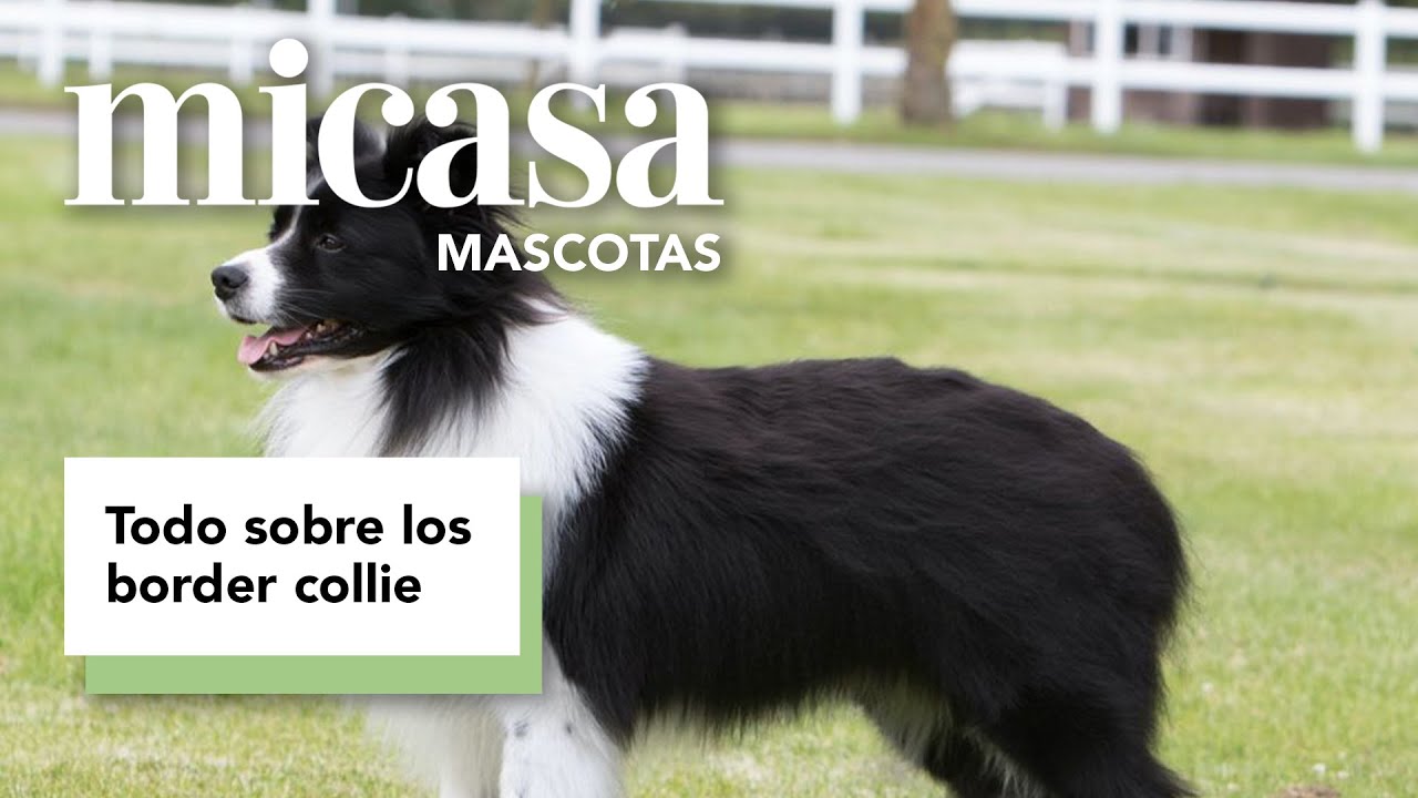 Todo sobre los perros Border Collie: carácter, cuidados y tamaño ...
