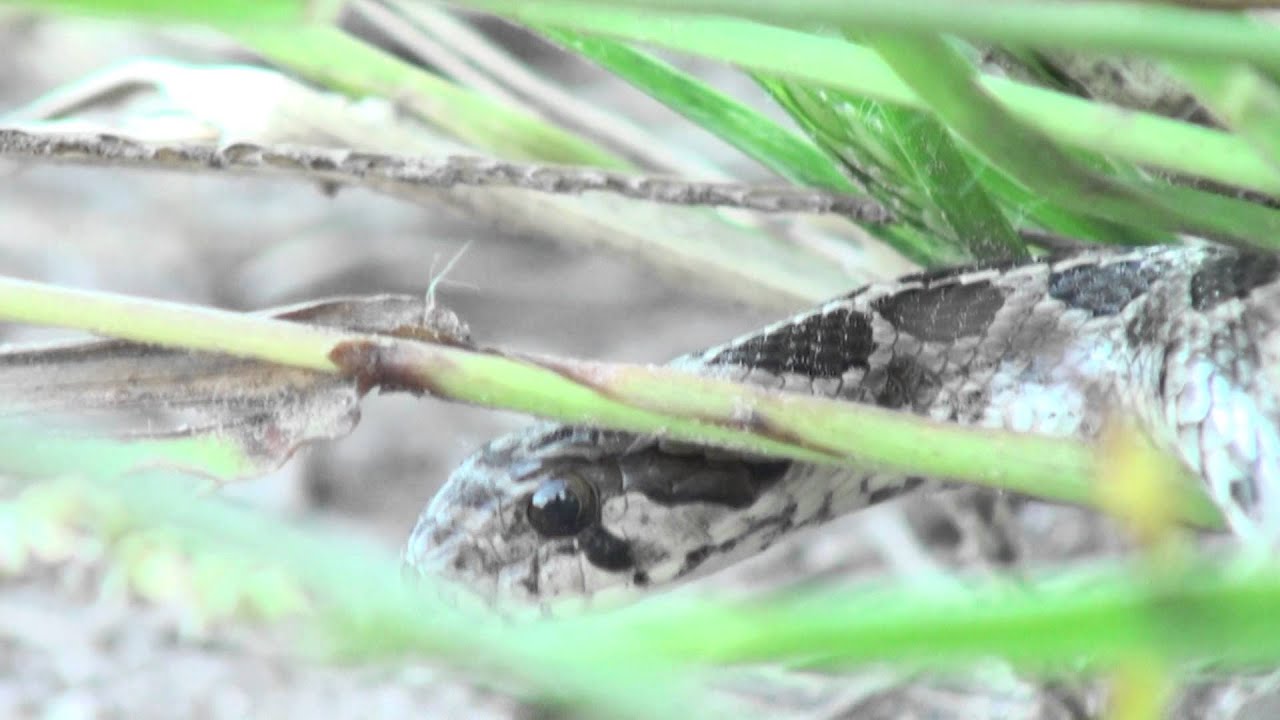 Falsa yarará ocelada (Tomodon ocellatus) - YouTube