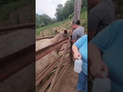 Skill #39 Administering a subcutaneous injection to a cow - YouTube