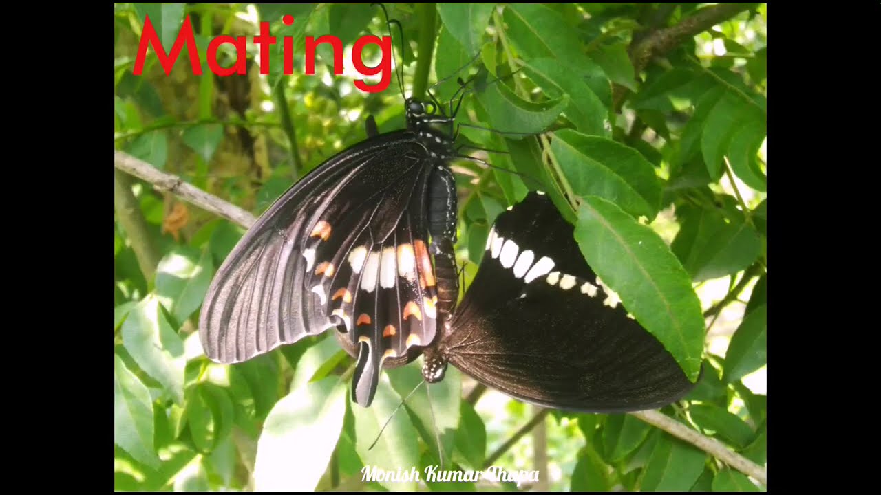 Complete Life Cycle of Common Mormon 🦋 - YouTube