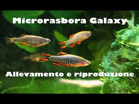 Allevare e riprodurre Microrasbora Galaxy - Breeding Celestial Pearl ...
