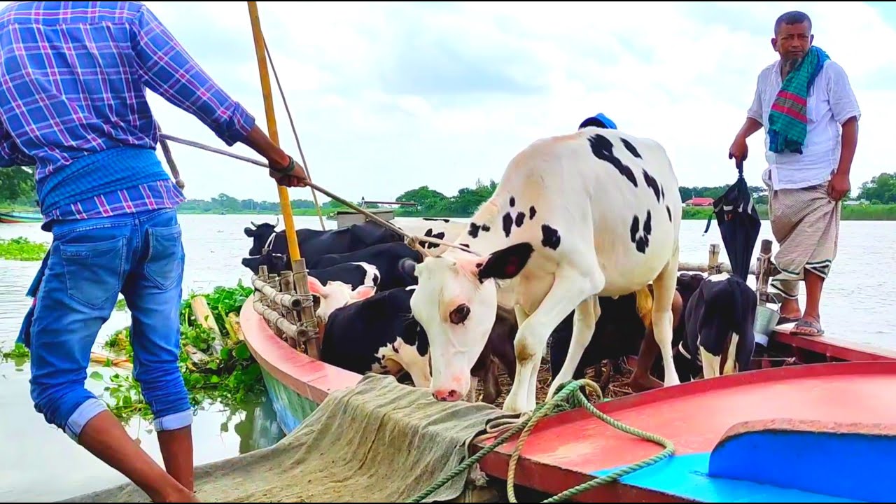 Big Cow Unloading, Cow Unloading 2023, Hamba Unloading, Funny Cow, Cow ...