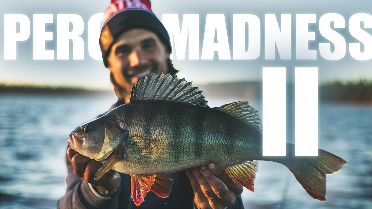 Perch Madness II - 9 perch over 1,6 kg!! - YouTube