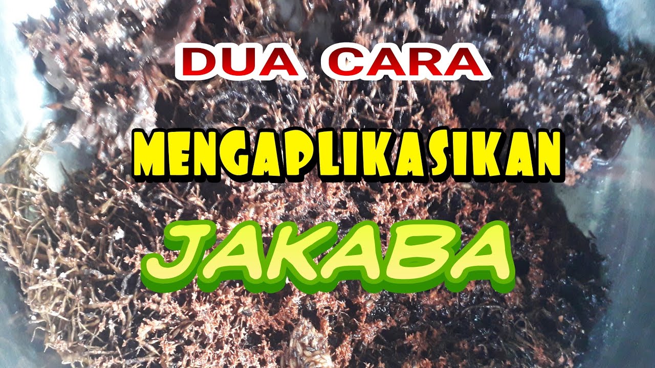 DUA CARA APLIKASI JAMUR JAKABA - YouTube