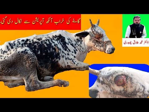 Enucleation of eye in cow/ gaiy mein ankh ka operation/ Dr Tariq - YouTube
