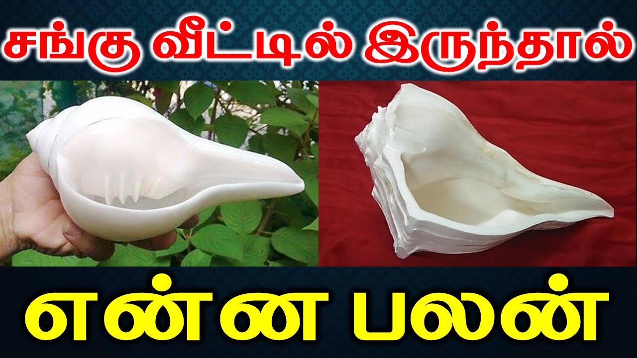 வீட்டில் வலம்புரி சங்கு இருந்தால் என்ன பலன் | valampuri sangu | T Tamil ...