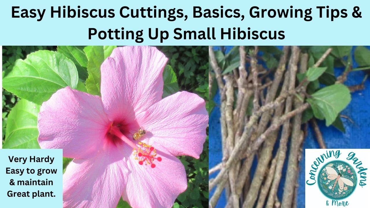 Get free hibiscus via cuttings. Easy prepping & sticking cuttings, plus ...
