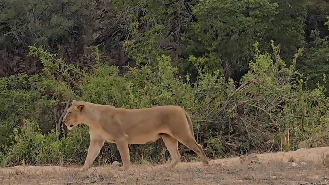 Tsalala Lioness Sighting | 16 October 2024 - YouTube