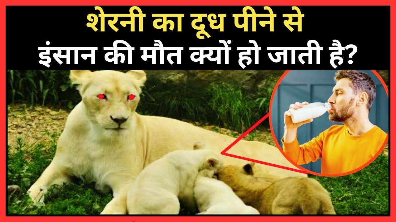 शेरनी का दूध पीते ही इंसान की मौत क्यों हो जाती है? top fact about ...