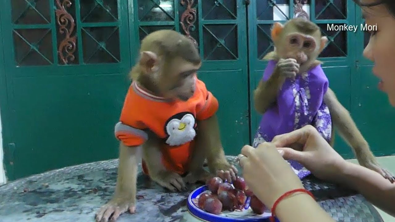 Mori And Dodo Hungry At Night - YouTube