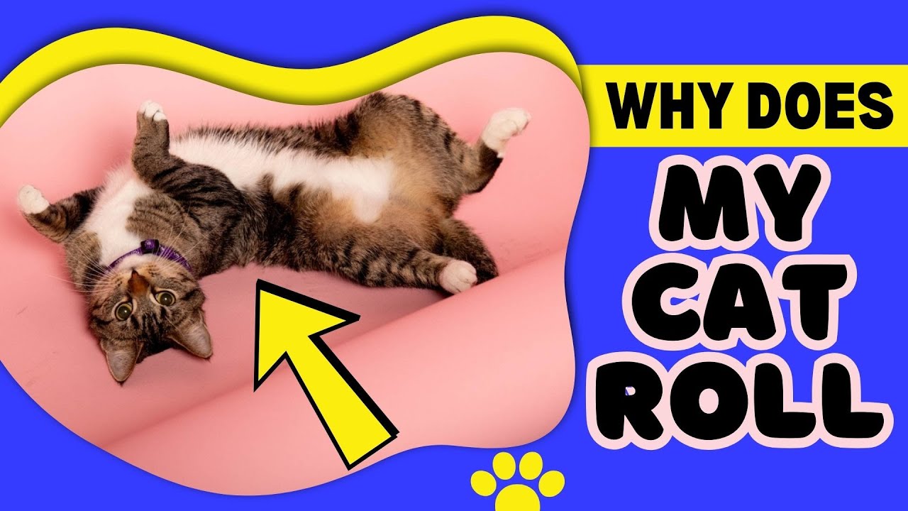 6 Reasons Why Your Cat Rolls Around? - YouTube