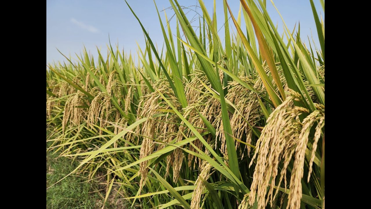 Rice Crop... Diamond 109 vs 1509 | Ch Usman Khaliq | Al-Khaliq Agri ...