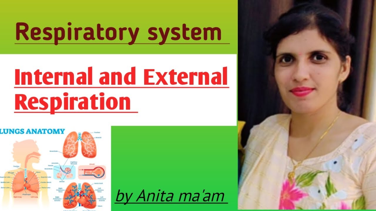 Internal and External Respiration | Respiratory system | # ...