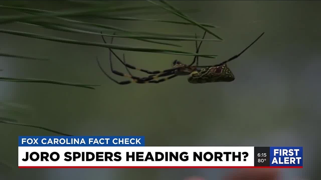 Joro Spiders Heading North? - YouTube