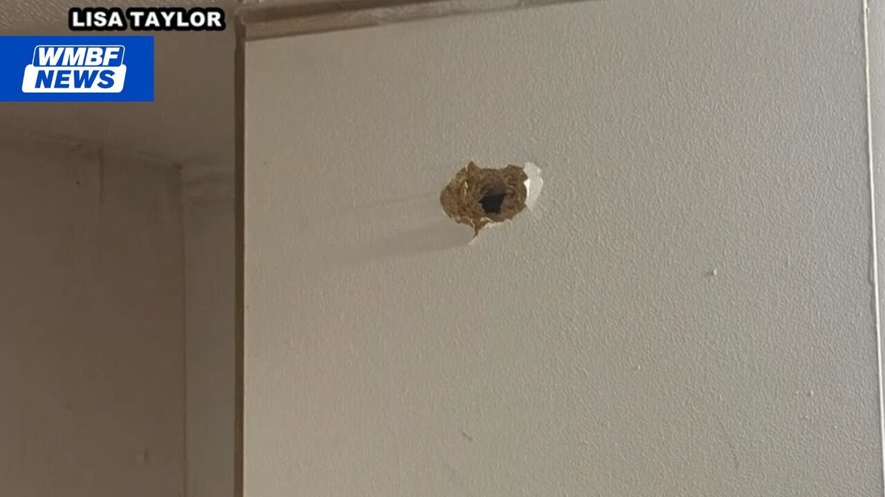 Conway mother shares warning after gang-related incident leads to shots ...