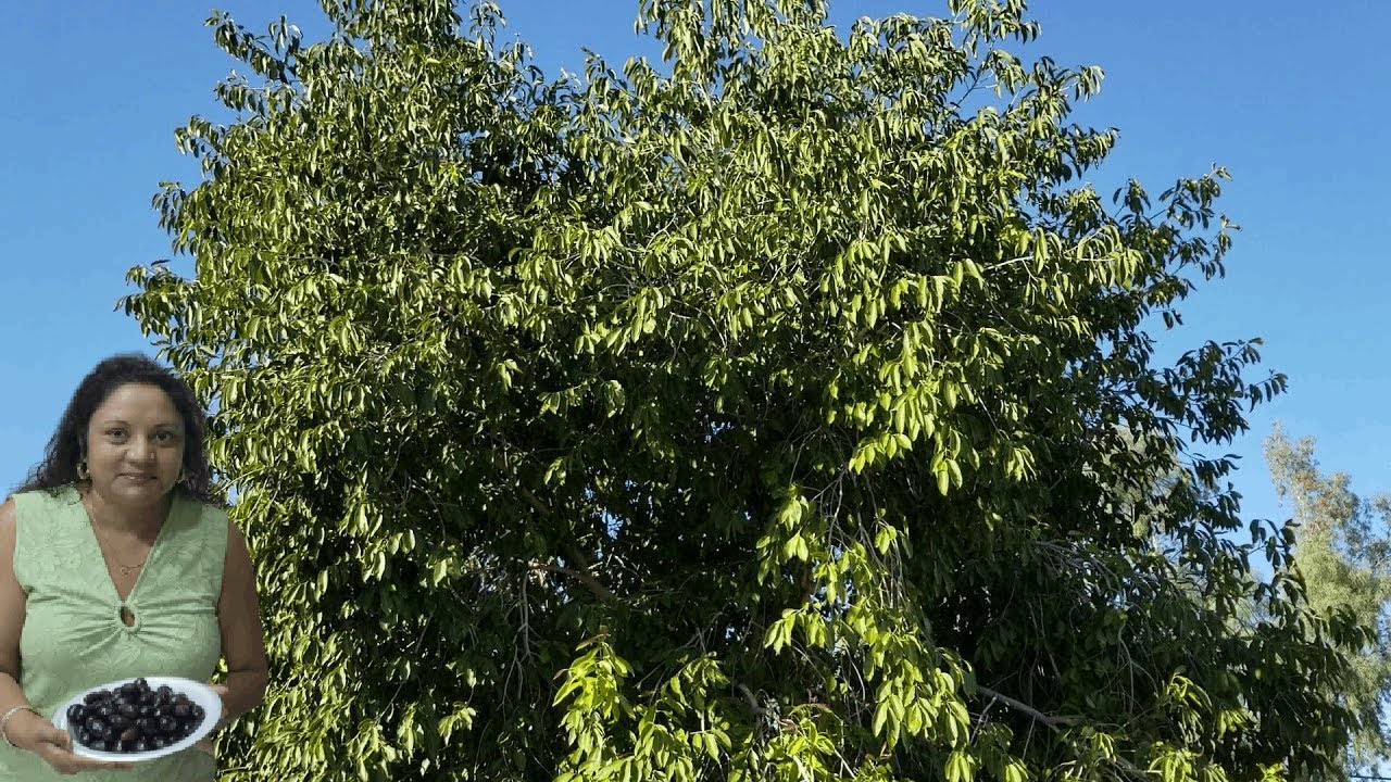 Awesome Jamun/Java Plum Fruit! Delicious To Eat! - YouTube