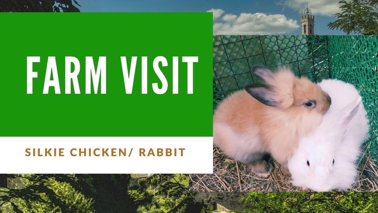 Farm Visit /Rabbit and Silkie Chicken - YouTube