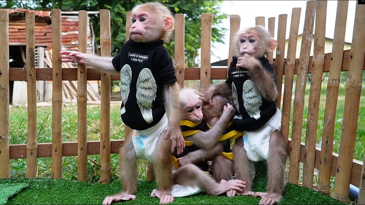 Very Surprise Ploy and Jooy Stand Up Looking Outside Have any Something Wrong - YouTube