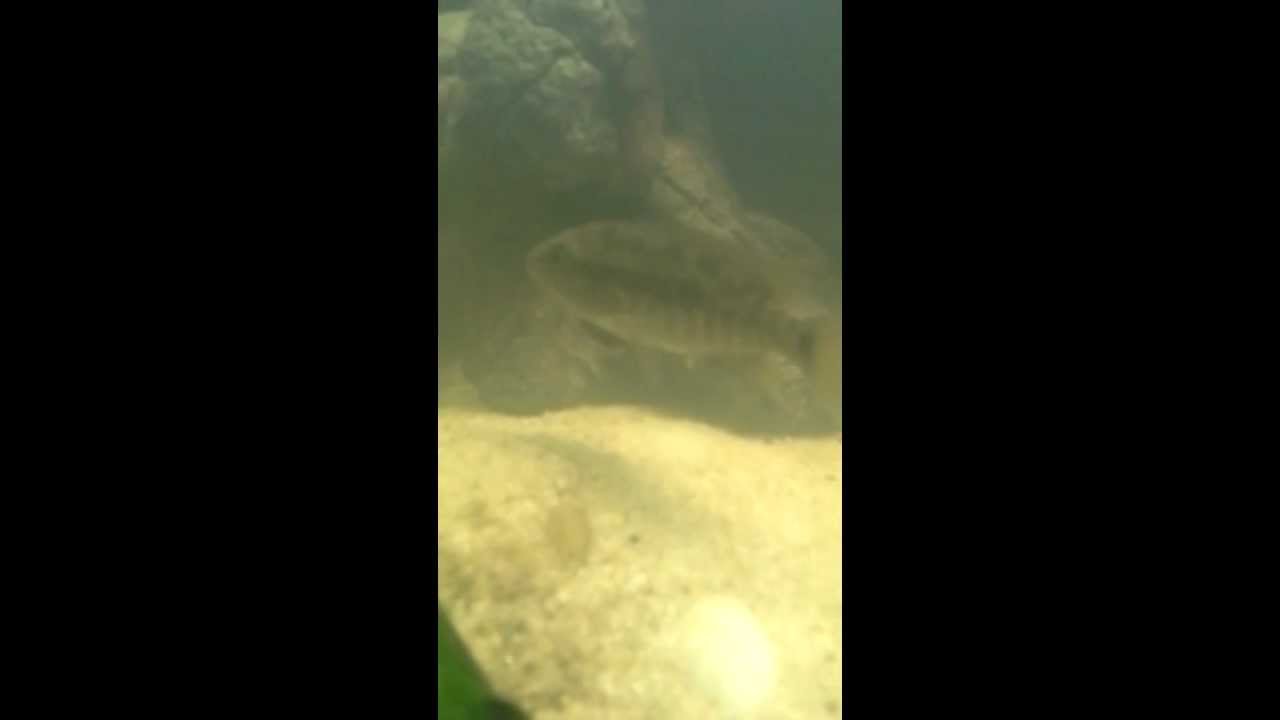 My mini dovii cichlid - YouTube