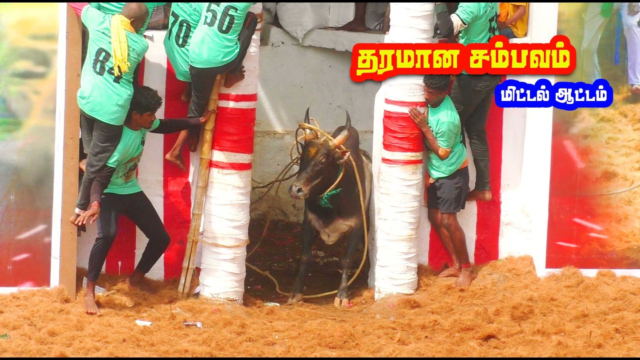 நல்ல வீரர்கள் நல்ல காளைகளை கதிகலங்க வைத்த ஆட்டம் / kattikulam ...