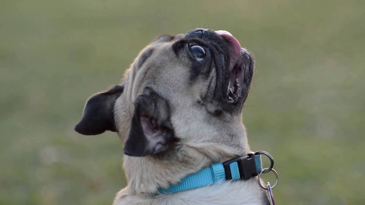 Penny the Pug talking back!! - YouTube