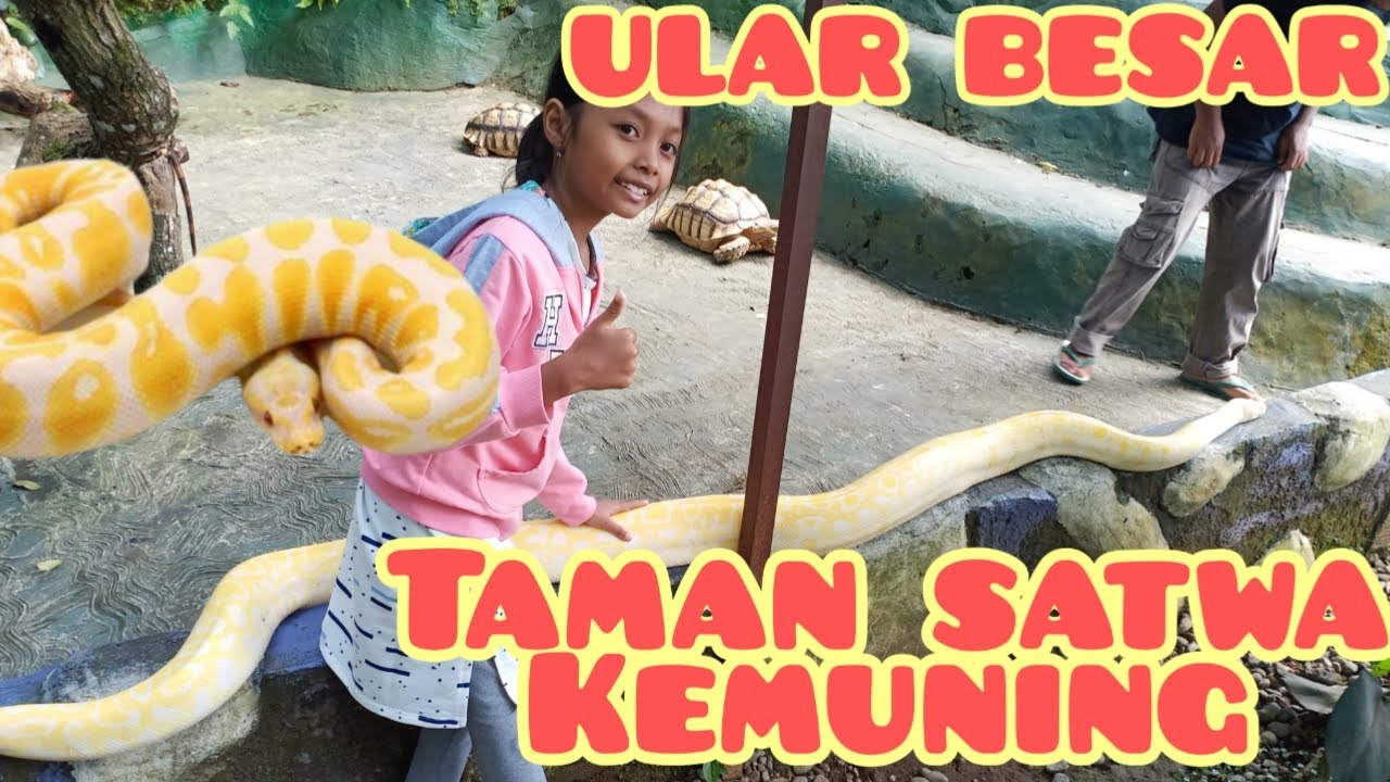 MINI ZOO TAMAN SATWA KEMUNING - YouTube