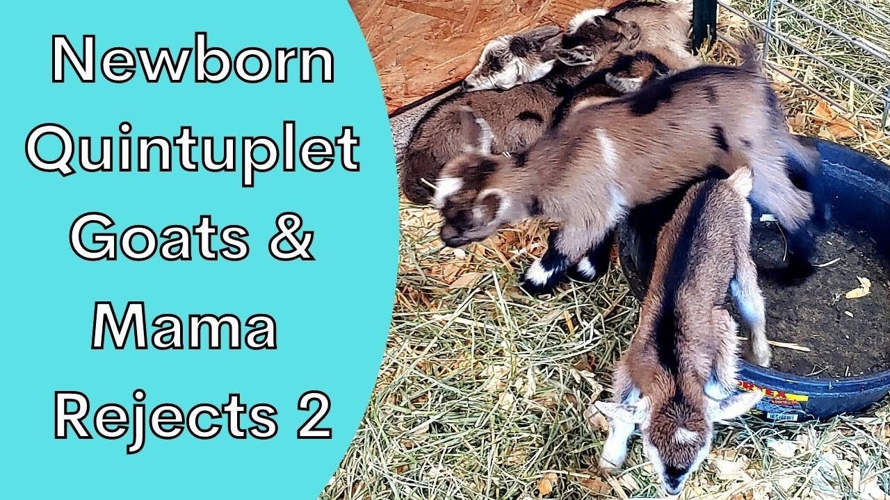 Hazel Goat has Quintuplets and Rejects 2 | Nigerian Dwarf Goat Bottle ...