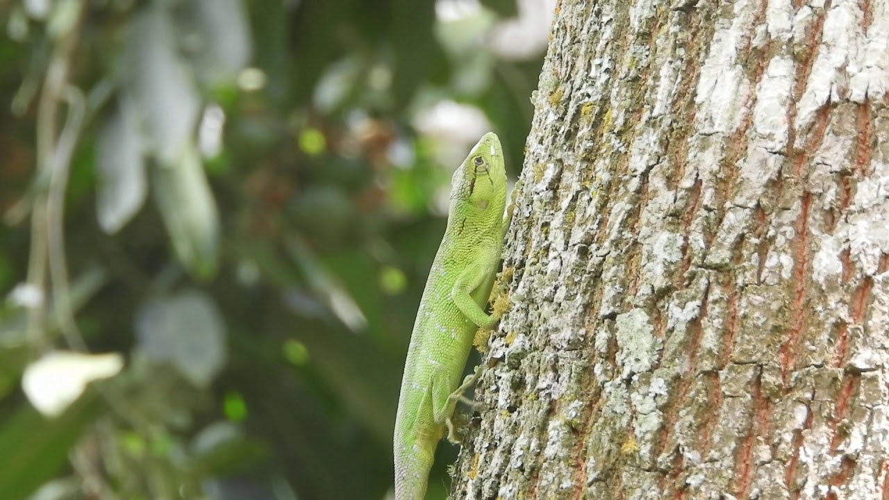 Common Monkey Lizards / Polychrus marmoratus - YouTube