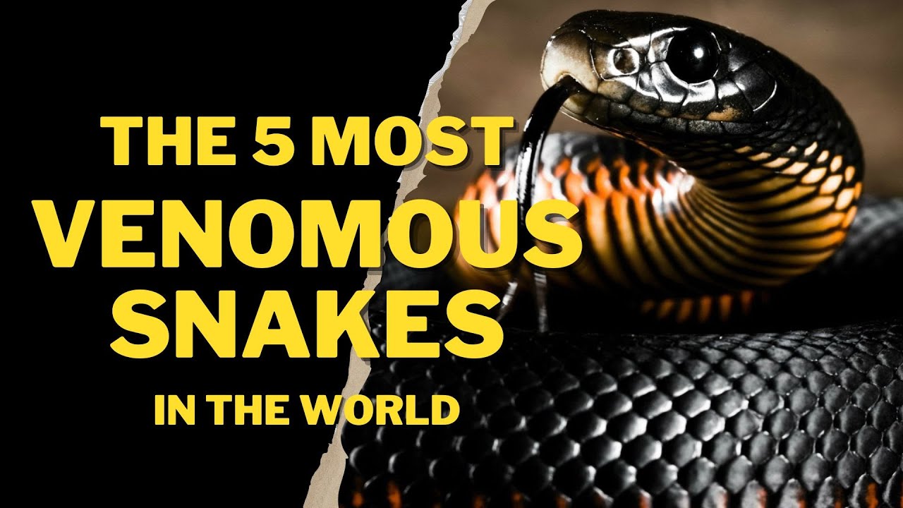 THE 5 MOST VENOMOUS SNAKES IN THE WORLD - YouTube