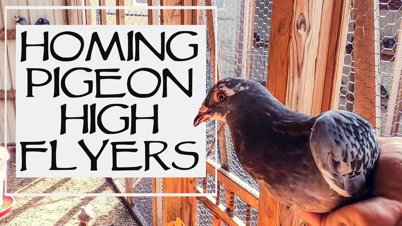Pigeon Loft Update And Flight - YouTube