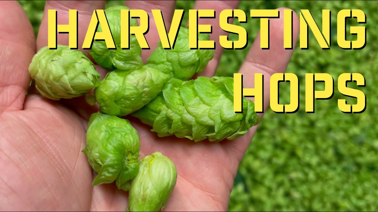 Where Does Your Beer Get Some of Its Great Flavor? Hop Harvest Virtual ...