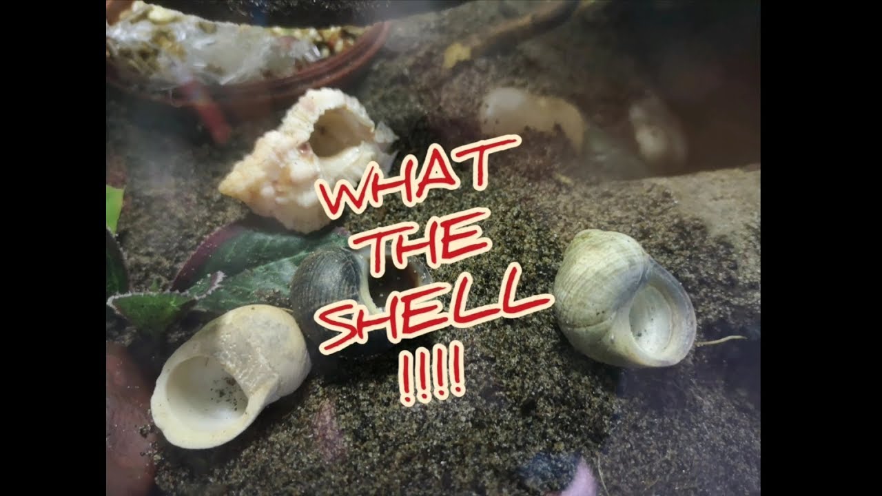 WHAT THE SHELL !!!! - YouTube