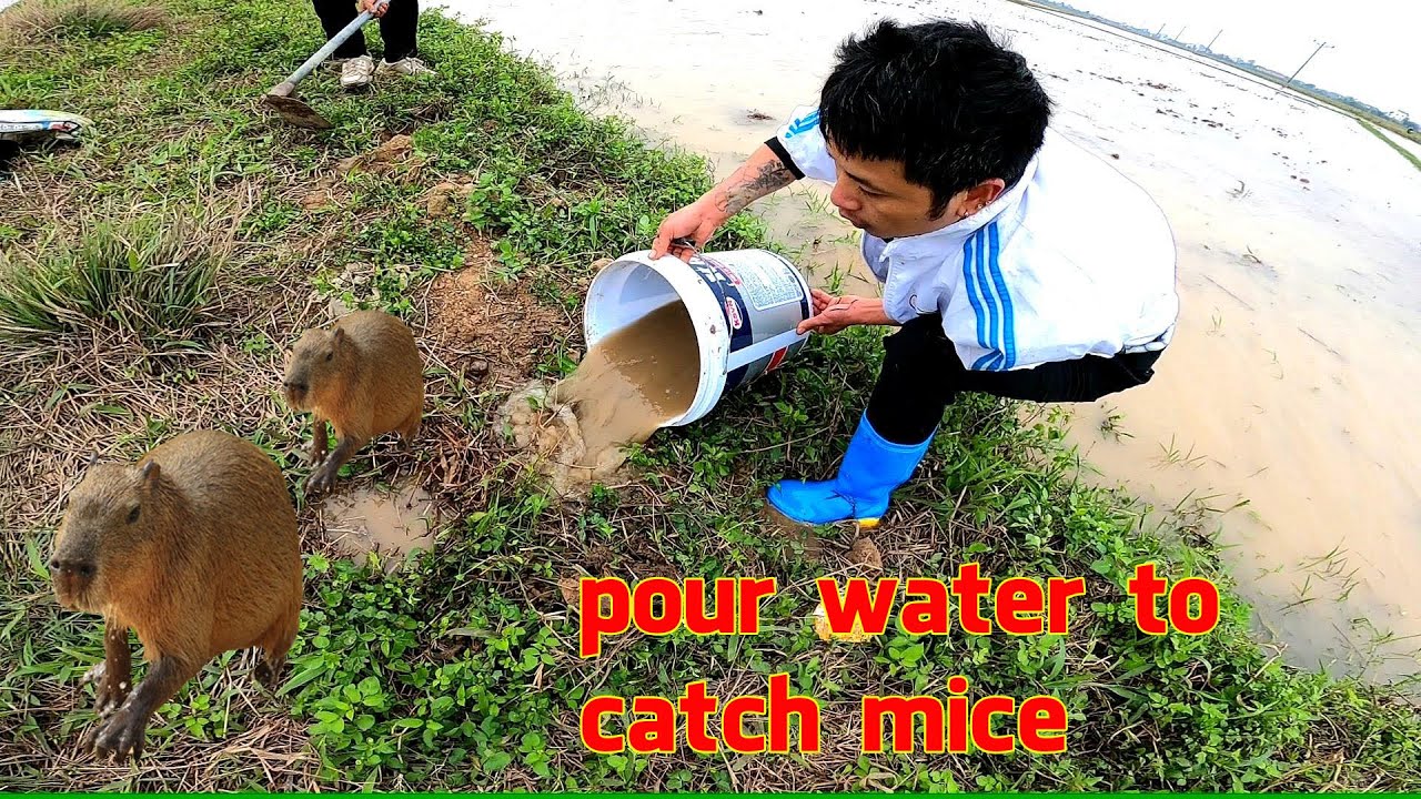 How we caught hundreds of mice with water - YouTube