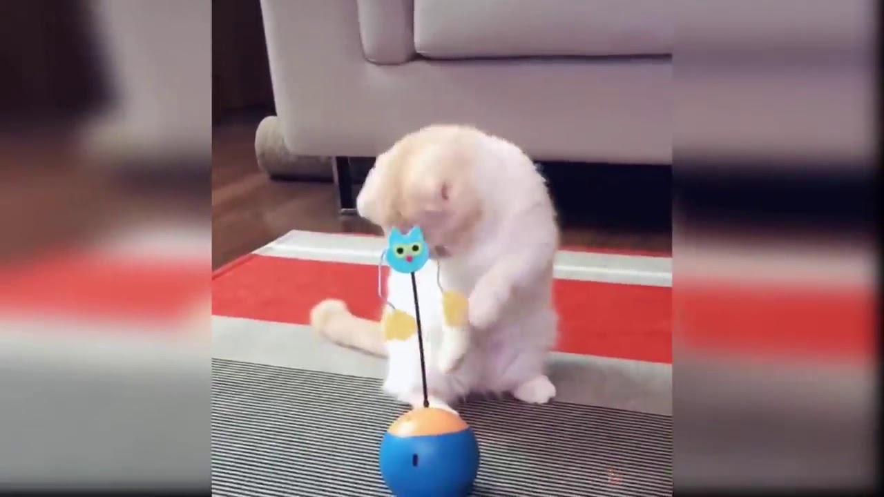 Cute cat tik tok video in youtube must be watch - YouTube
