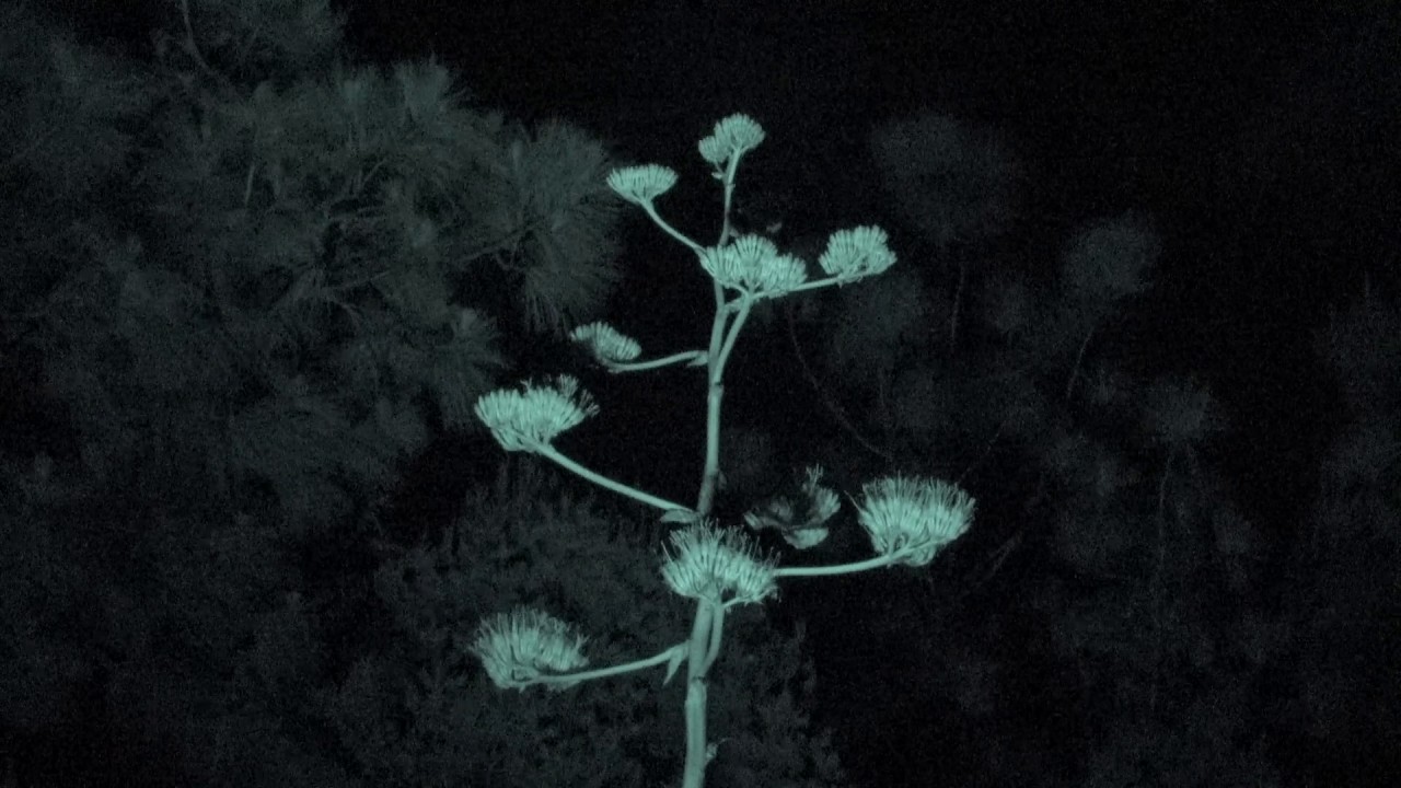 Nectarivorous bats feeding on agave nectar - YouTube