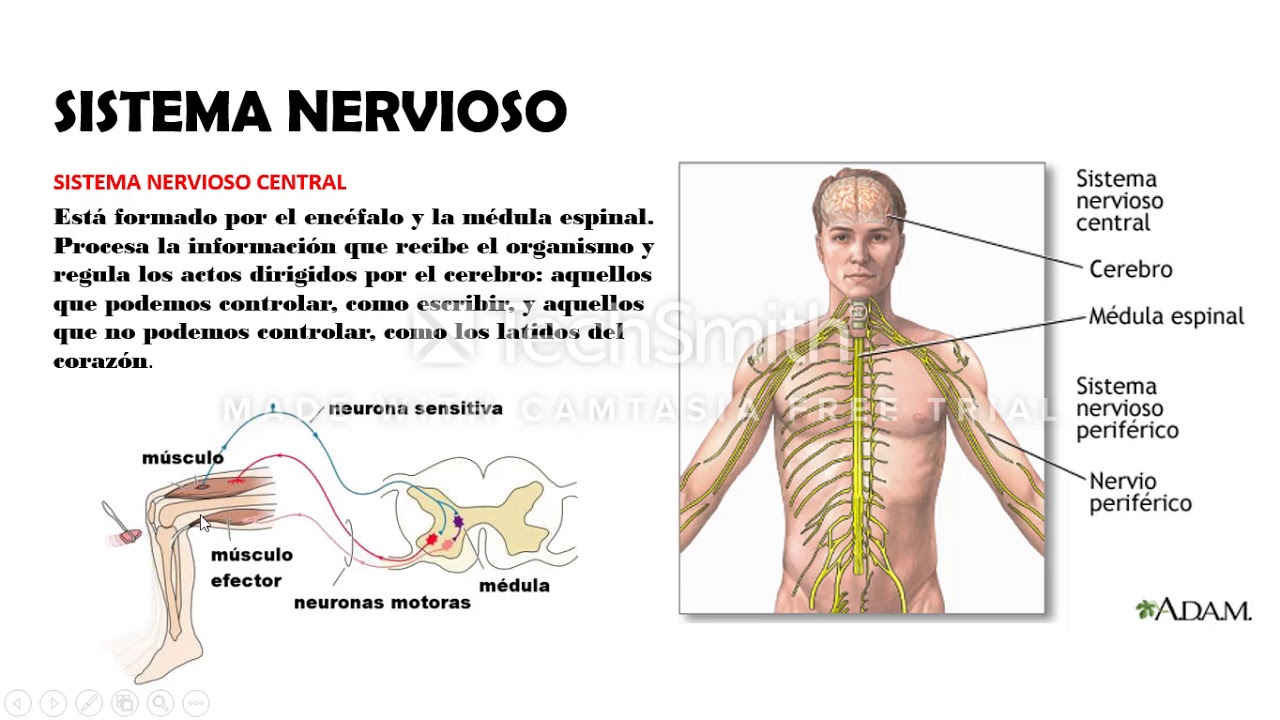 Cirugía profundizar Hacer sistema nervioso de control Senado regla ...