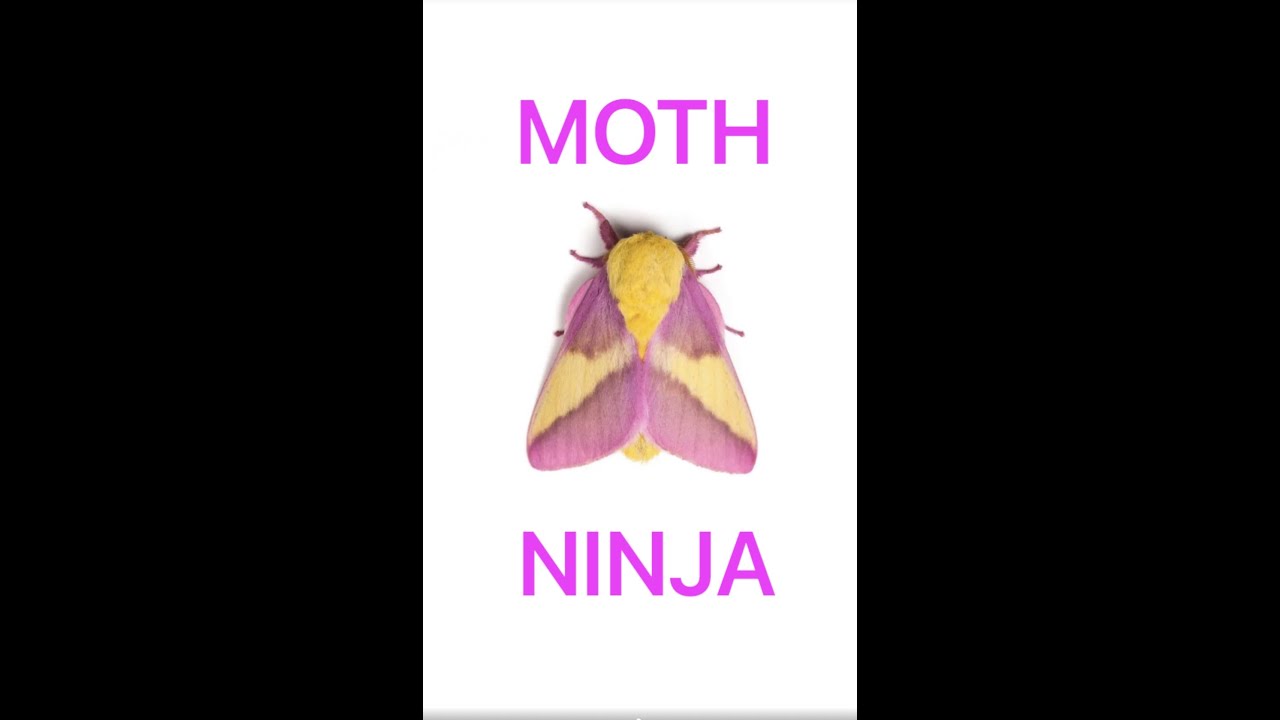 Moth Ninja - YouTube