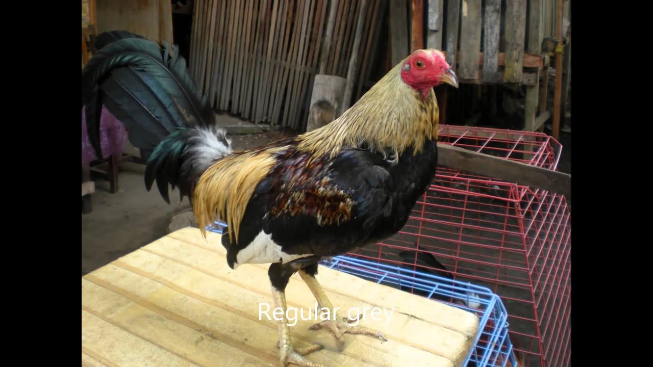 My new breeding materials 2013 - YouTube