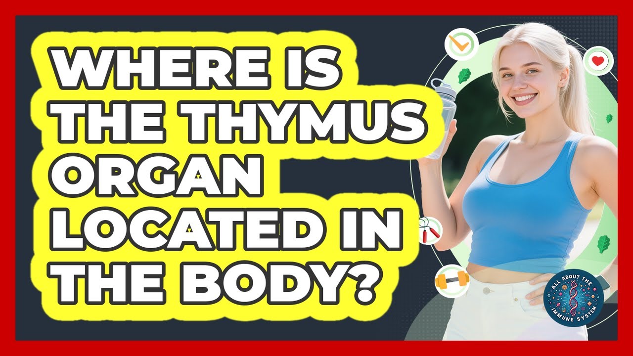 Where Is The Thymus Organ Located In The Body? - YouTube