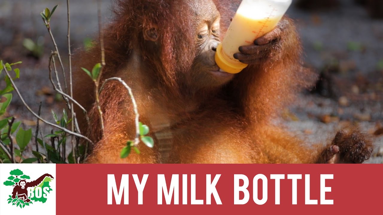 My milk bottle | BOS Foundation - YouTube
