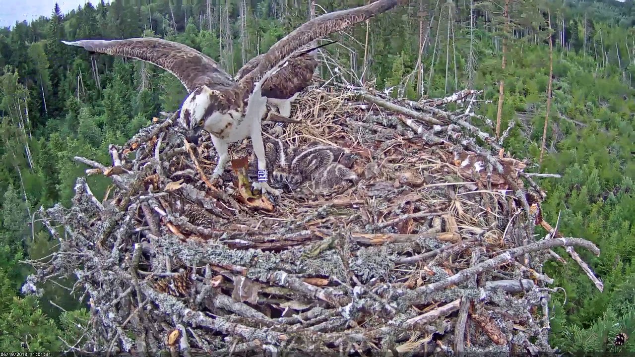 19/06/2018 11:01 Lively Tench jumping around (LK-kalakotkas2) - YouTube