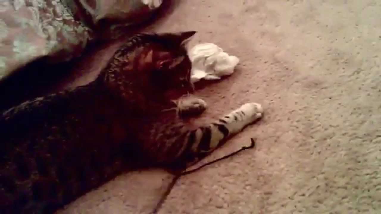 Psycho Cat Movie - YouTube